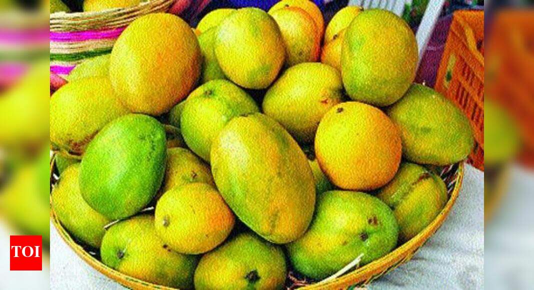 Mango irradiation for US export begins from April 15 | Nashik News ...