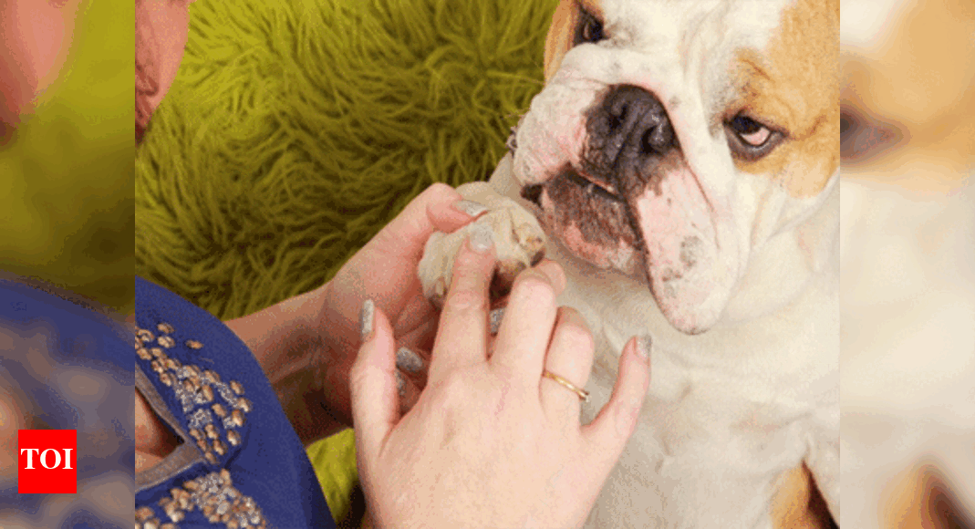 Get your dog a manicure! - Times of India