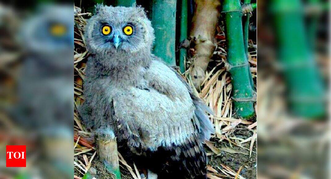 Taj Mahal now home to rare dusky eagle owl | Agra News - Times of India
