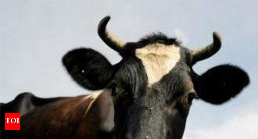 Madhya Pradesh: Cow escapes from farmer's shed, gets 'raped' by drunk ...