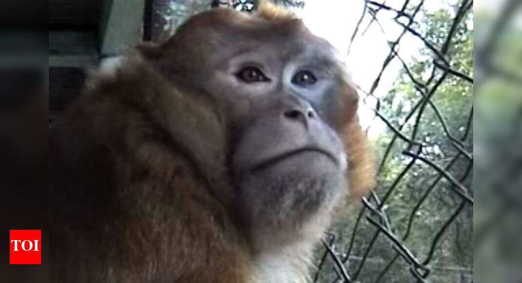 Chinese man hands over rare Assam monkey to nature reserve - Times of India
