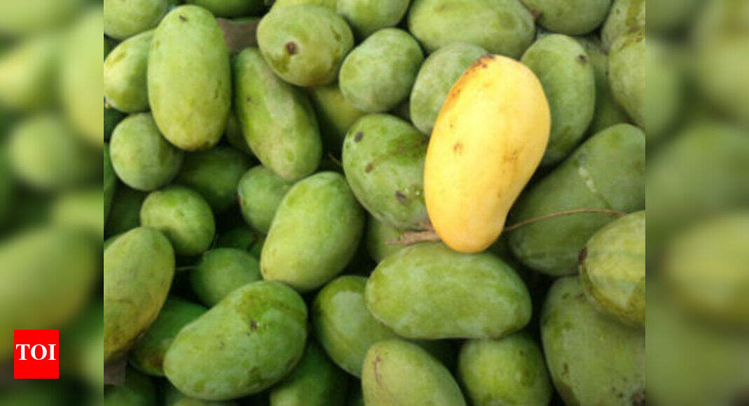 Chemical-free mangoes still a long way away for citizens - Times of India
