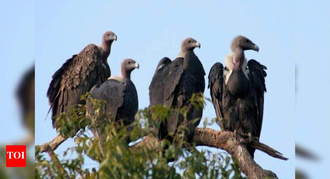 Vulture numbers on a high after 15 yrs of conservation efforts focused ...