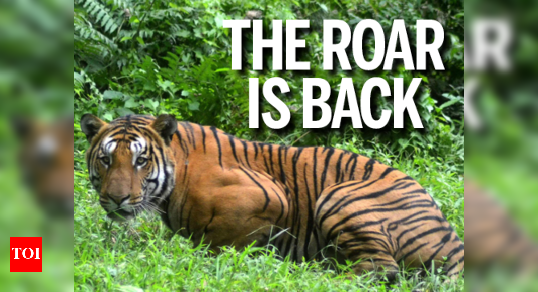 Global tiger population up 22% - Times of India