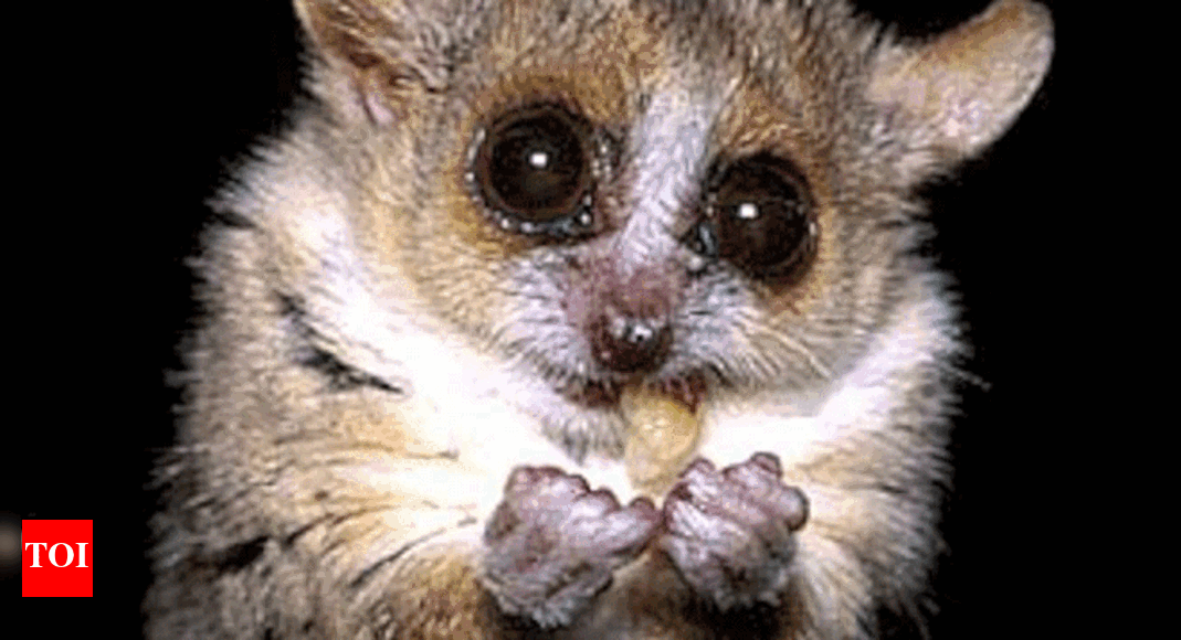 Three new primate species discovered in Madagascar - Times of India