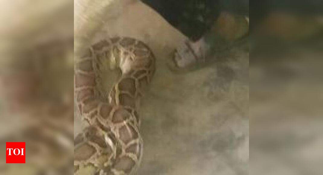10-feet-long python spotted in Meerut’s village; rescued by forest team ...
