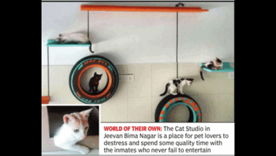 Visit this studio for some cat cuddles | Bengaluru News - Times of India
