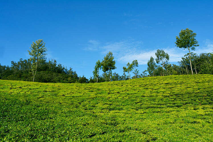 Ooty Photos | Ooty Images | Ooty Pictures | Times of India Travel
