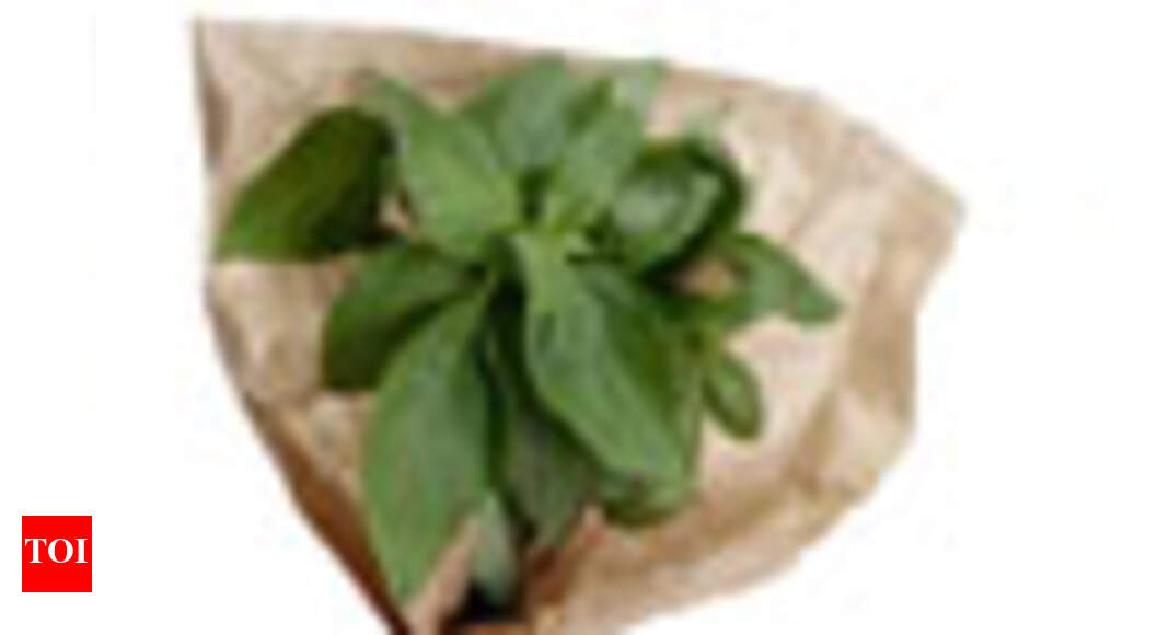 Rediscover the magic of 'tulsi' - The Times of India