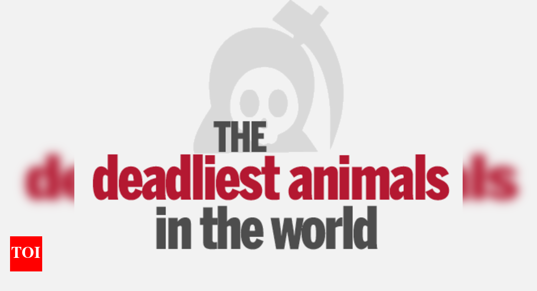 Which animal kills the most humans? - Times of India