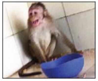 Month on, paralyzed monkey to take leap back into the wild | Mumbai ...