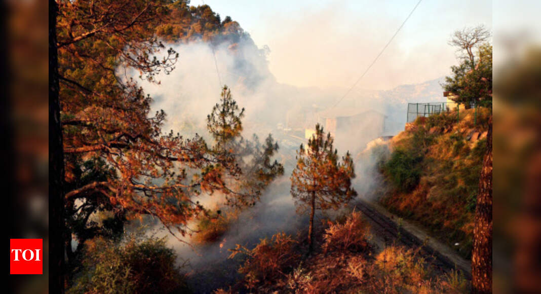 Fire destroys several hectares of forests in Uttar Pradesh | India News ...