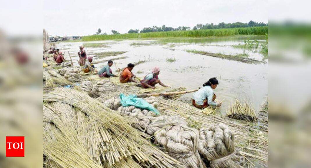 Food ministry's dilution of packaging norms can hit jute industry | India News - Times of India