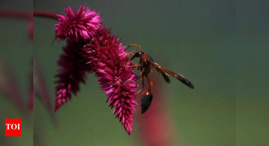 Wasp species discovered in India and SA named after Brad Pitt - Times ...
