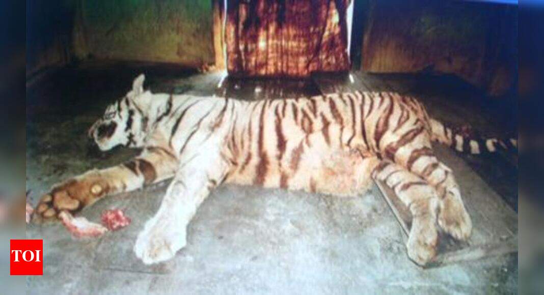 Hit by vehicle, tiger killed while crossing road | India News - Times ...