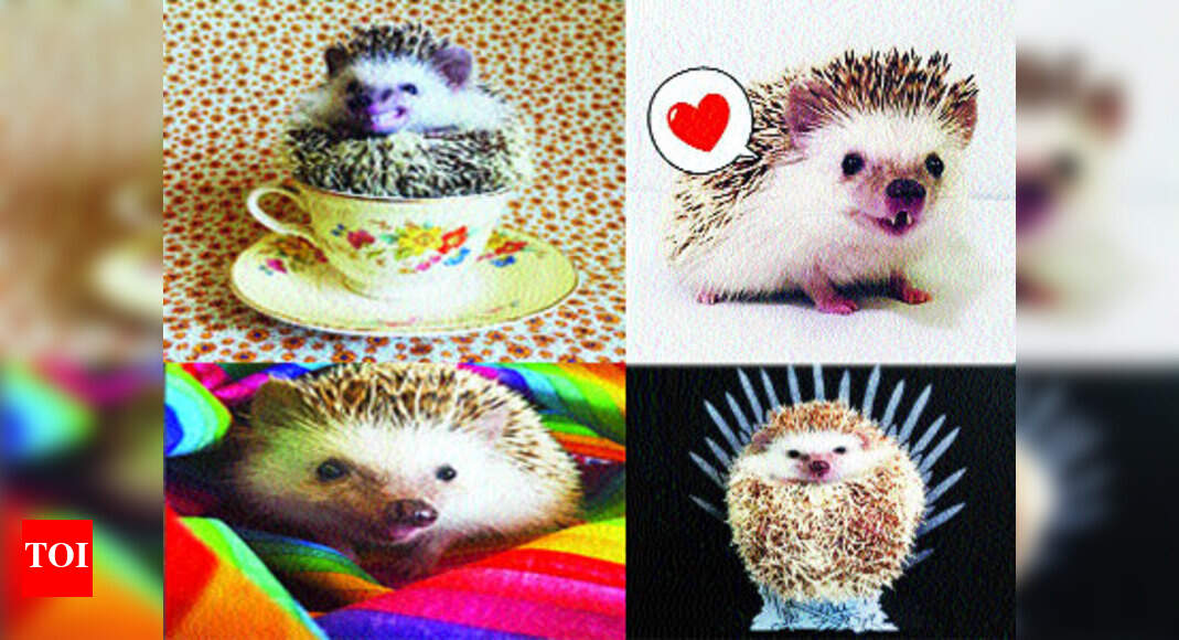 This adorable 'Vampire Hedgehog' is slaying it on the internet - Times ...