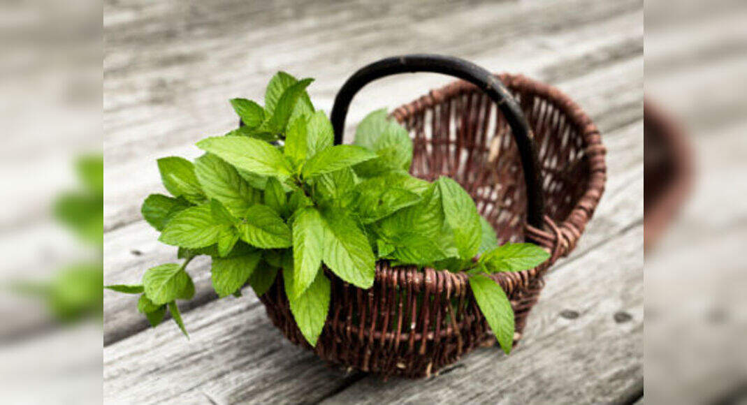 5 ways you can use mint in your kitchen this summer – Food & Recipes