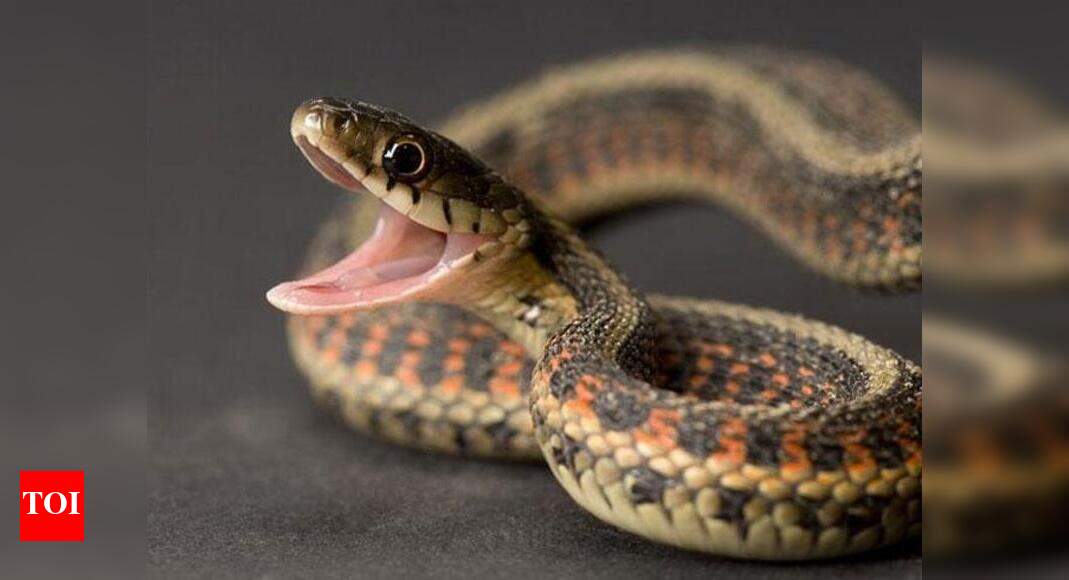 Bitten by snake, woman chases, captures reptile | India News - Times of ...