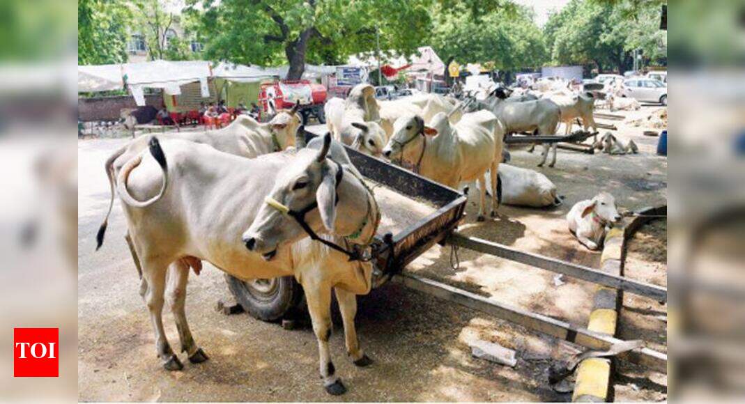 Cow cess on booze has faujis fuming | Chandigarh News - Times of India