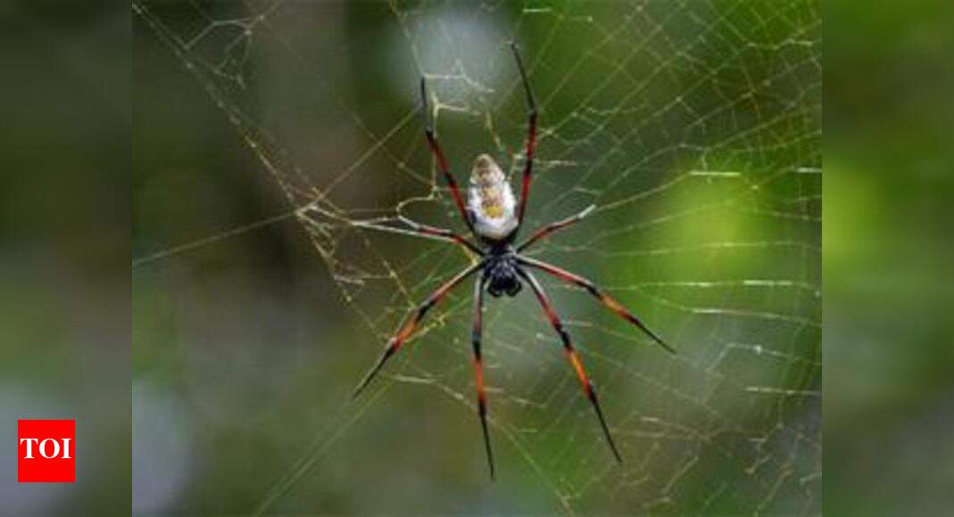 Inspired by spider webs, scientists create fibre that expand like solid ...