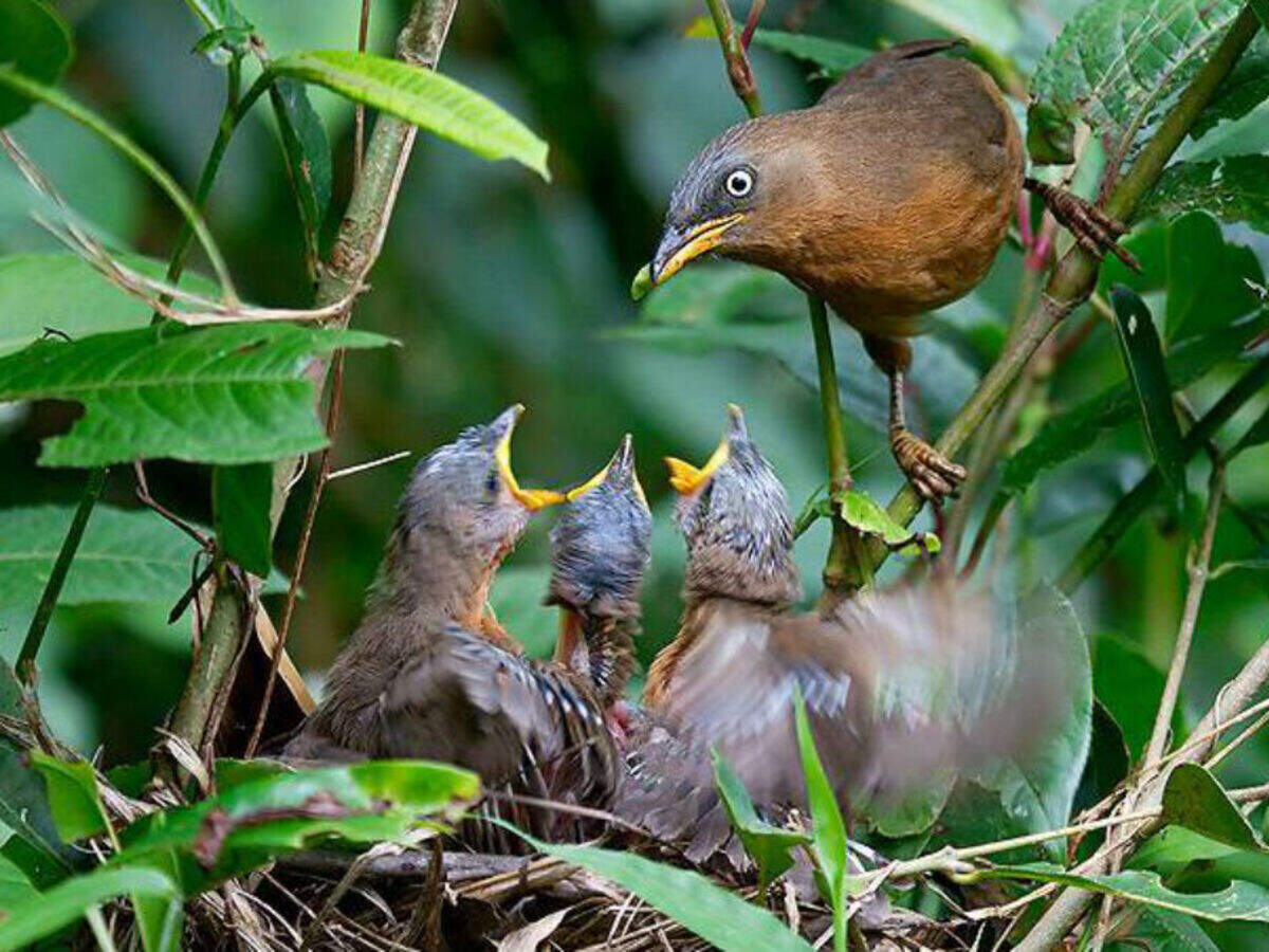 Explore Forests of Goa | National Parks In Goa | TimesTravel