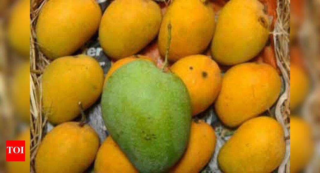 After heat, pests bite into Alphonso, cut harvest by half | Pune News ...