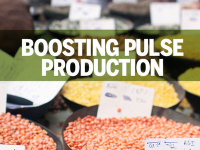 Govt’s 5-year roadmap to up production of pulses | India News - Times ...