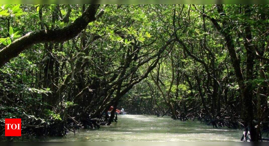 Mangrove Conservation project kicks off in Kerala - Times of India