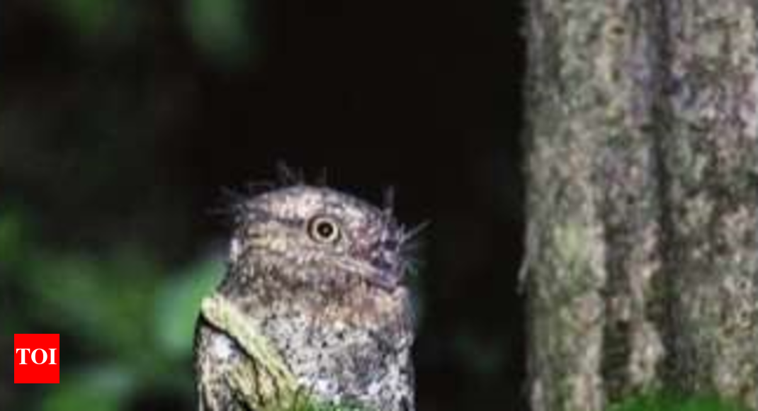 Lankan bird makes Thane its home | Mumbai News - Times of India