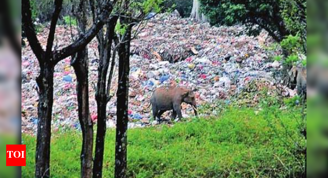 Gudalur turns Mt Garbage, poses huge threat to wildlife | Chennai News ...