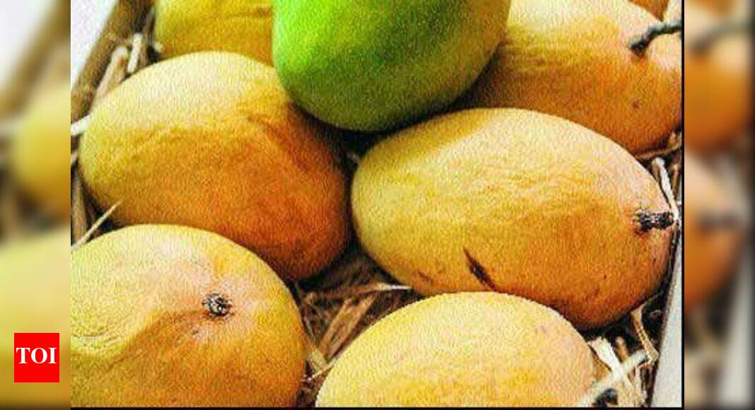 Alphonso worth Rs 80 lakh sold at mango festival in Nashik | Nashik ...