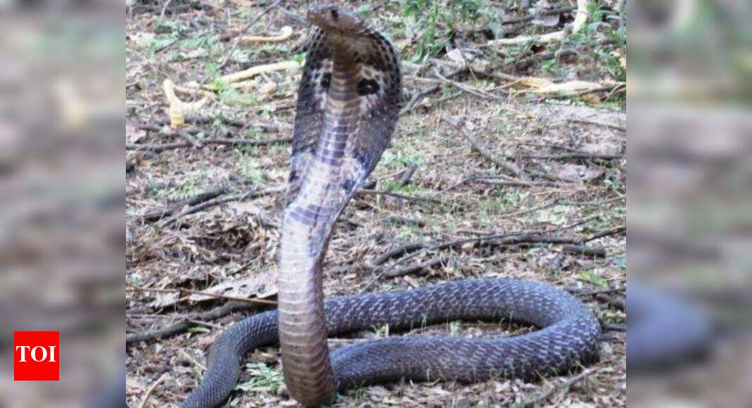 Cobra rescued by Wildlife SOS in Agra | Agra News - Times of India