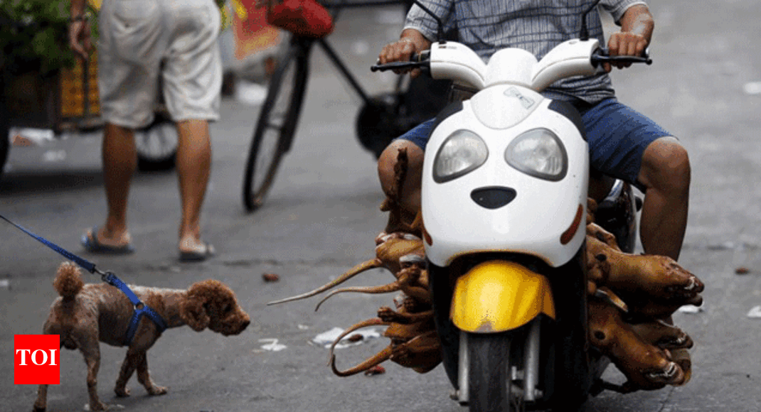 China's Yulin dog meat festival to be back despite outrage - Times of India