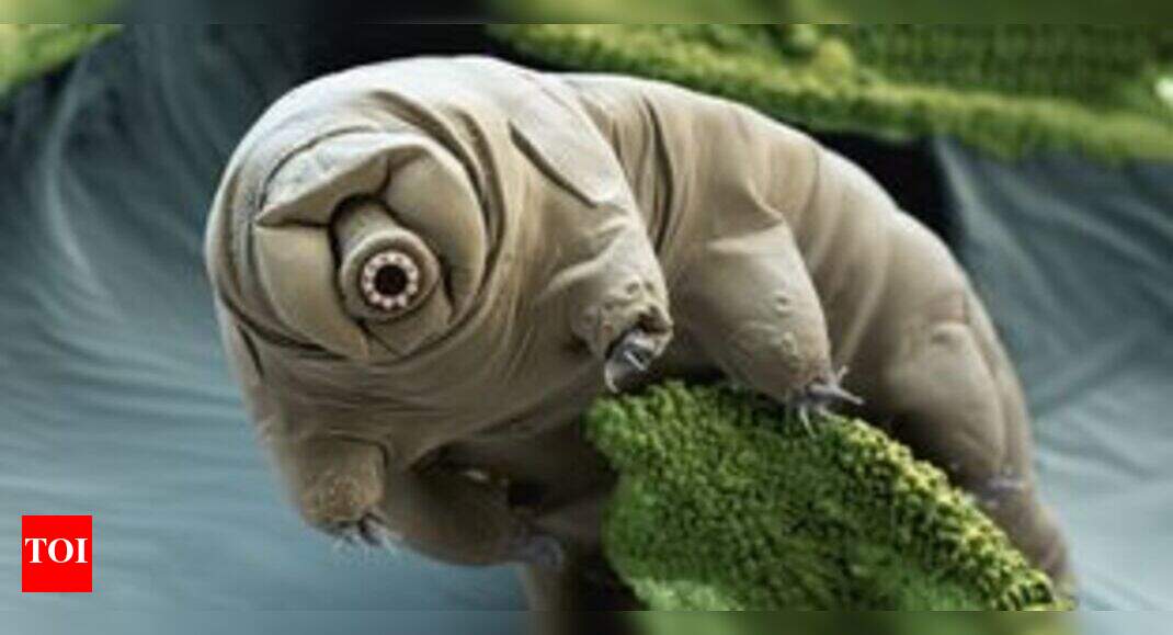 Tardigrade: The animal that can return from the dead - Times of India
