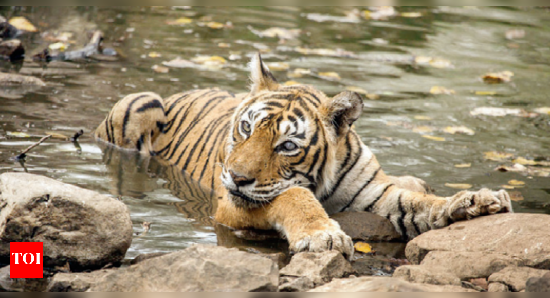 Machhali turns 20, is world's oldest tigress | Jaipur News - Times of India