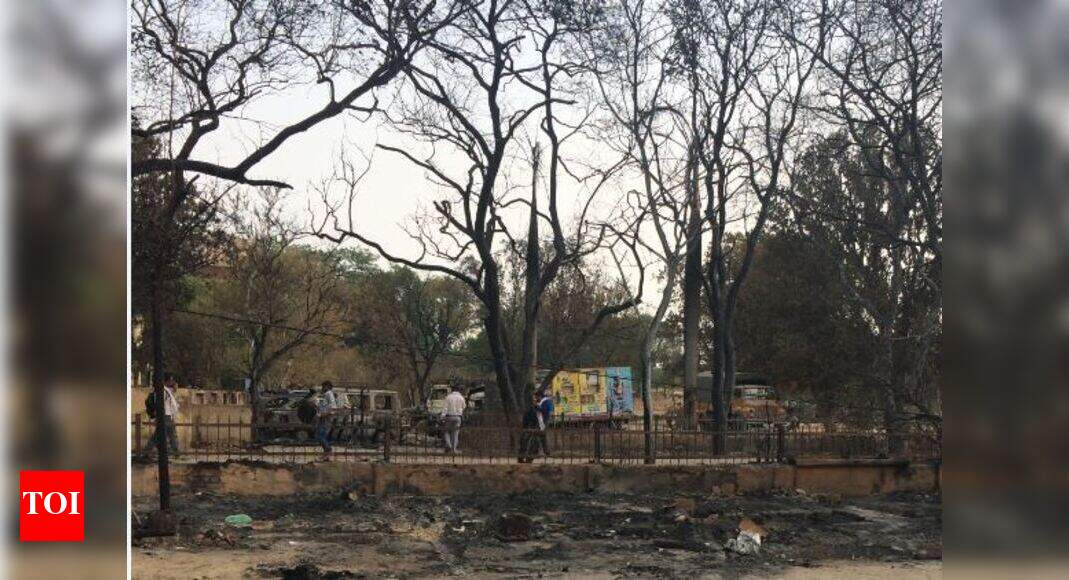 8,000 trees destroyed, Jawahar Bagh restoration will take years | Agra ...