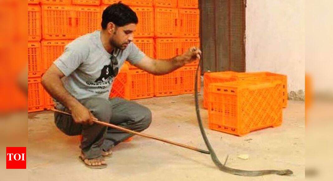 Cobra wanders into Agra cold storage facility, rescued by Wildlife SOS ...