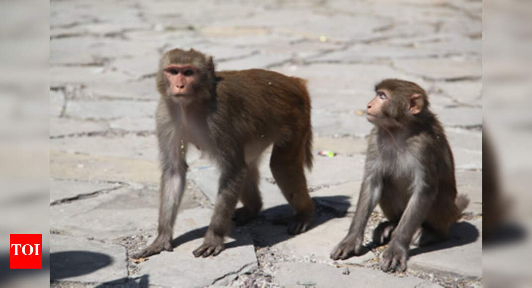 Monkeys declared vermin in Himachal Pradesh to allow culling | Shimla ...