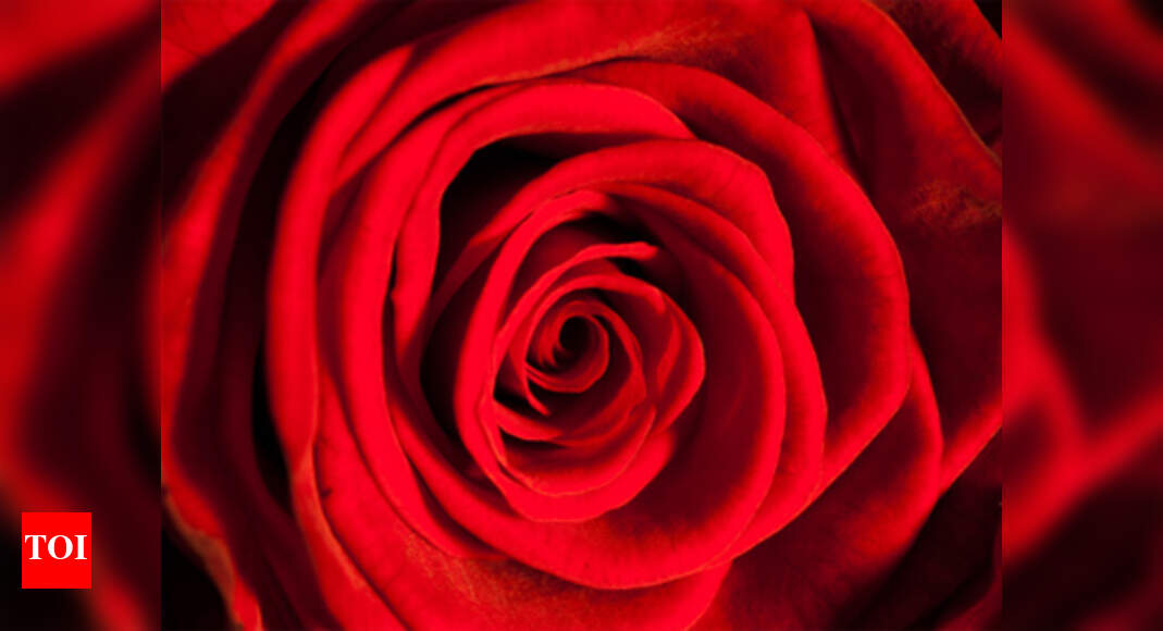 Did you know that rose is 35 million years old? - Times of India