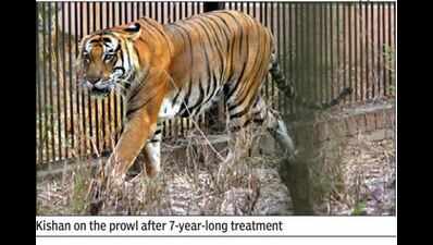 With cancer gone, tiger back in action | Lucknow News - Times of India