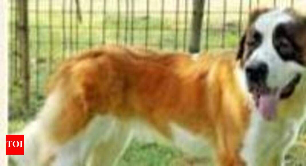 Ban on foreign dogs breeds evokes mixed reactions | Kolkata News ...