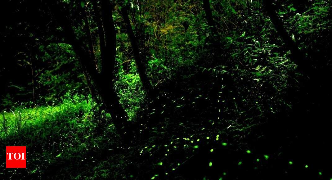Trimbakeshwar: Nashikites explore firefly camps near Bhandardara ...