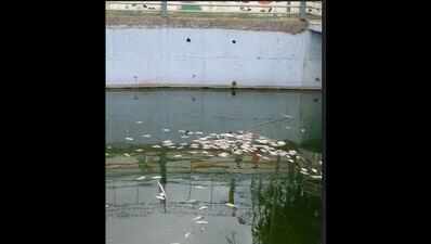Fish found dead at Goregaon in Mumbai | Mumbai News - Times of India