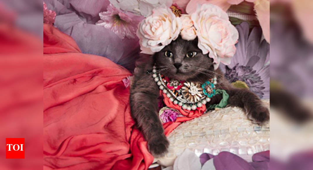 The real story of the half-dead cat turned fashionista - Times of India