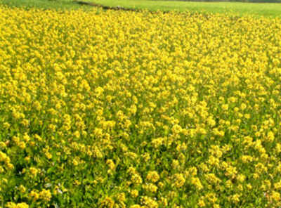 Decision on cultivation of GM mustard likely today | India News - Times ...