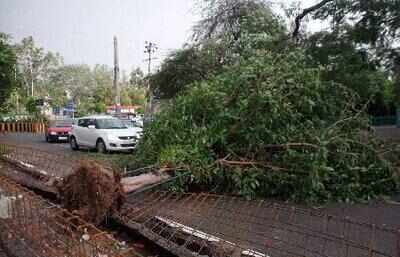 Seven trees collapsed in first monsoon showers | Thane News - Times of ...