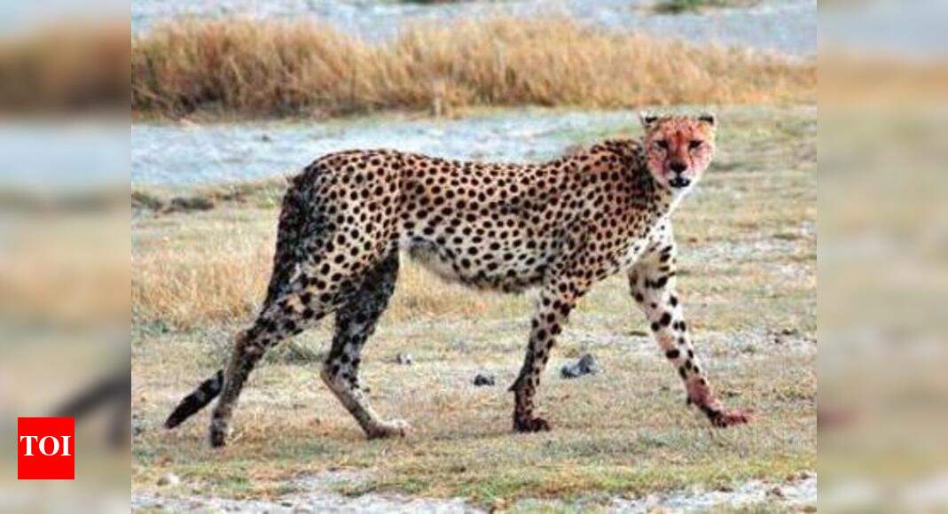 Swachhata campaign in Wildlife Sanctuaries, Tiger Reserves and Zoos ...