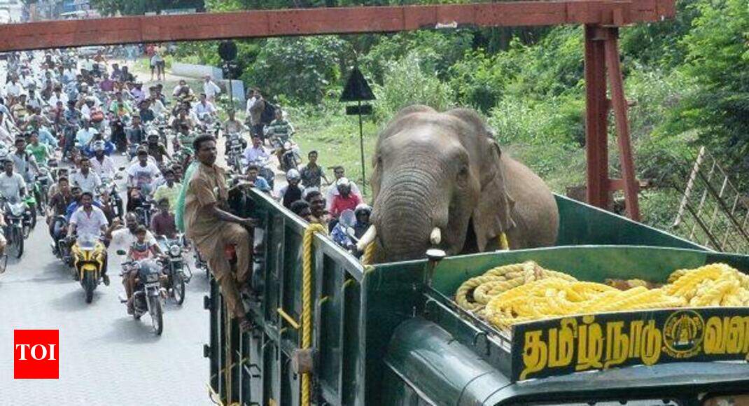 A jumbo-sized farewell for Madukkarai Maharaj | Coimbatore News - Times ...