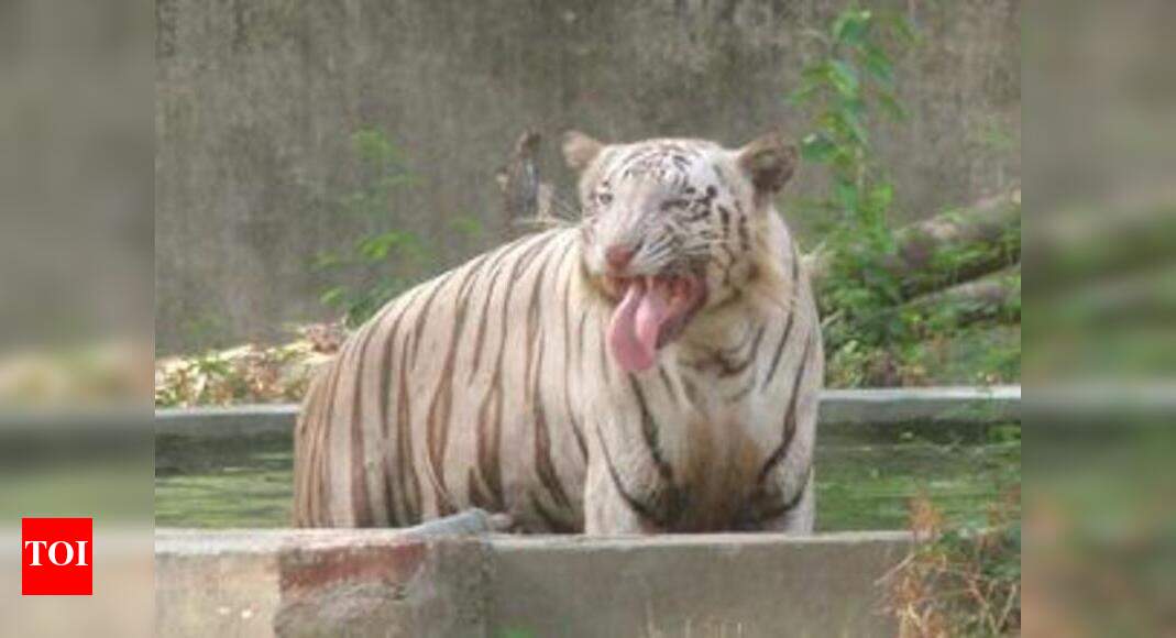 18-yr-old white tiger dies in city zoo, only 2 left | Aurangabad News ...