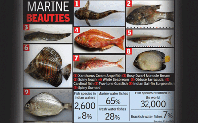 606 fish species of Gujarat to be mapped - Times of India